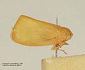 Papua Insects Foundation (Hemiptera/Auchenorrhyncha/leafhopper ...